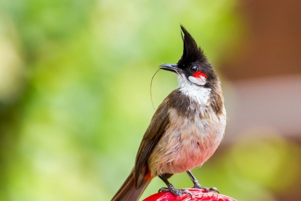 Birds of Colombia (with pictures) – Global Birding Initiative