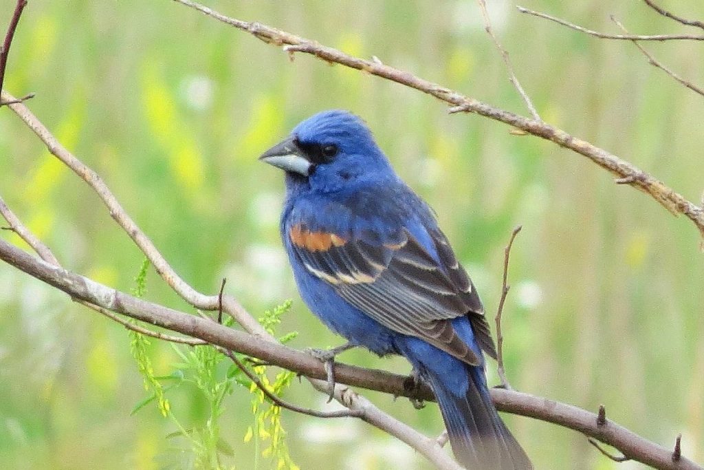 5 Amazing Birds With BLUE TAILS – Global Birding Initiative