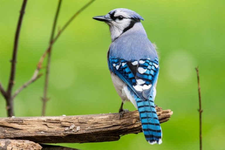 5 Amazing Birds With BLUE TAILS – Global Birding Initiative