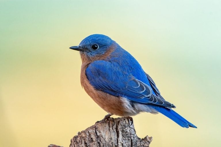5 Amazing Birds With BLUE TAILS – Global Birding Initiative