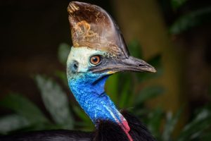 Bird With Afro – Global Birding Initiative
