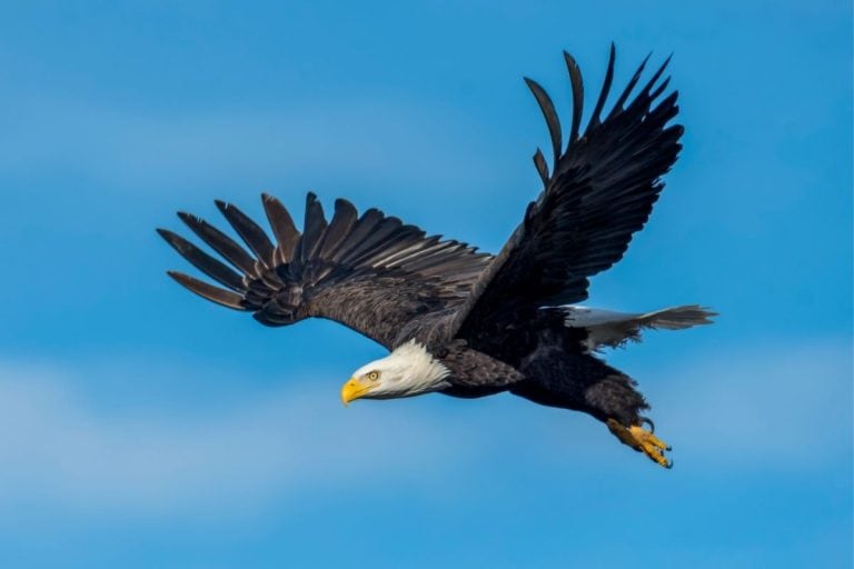 7 Amazing Birds With BIG EYES – Global Birding Initiative