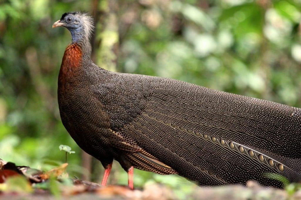 Birds With Long Tail Feathers – Global Birding Initiative