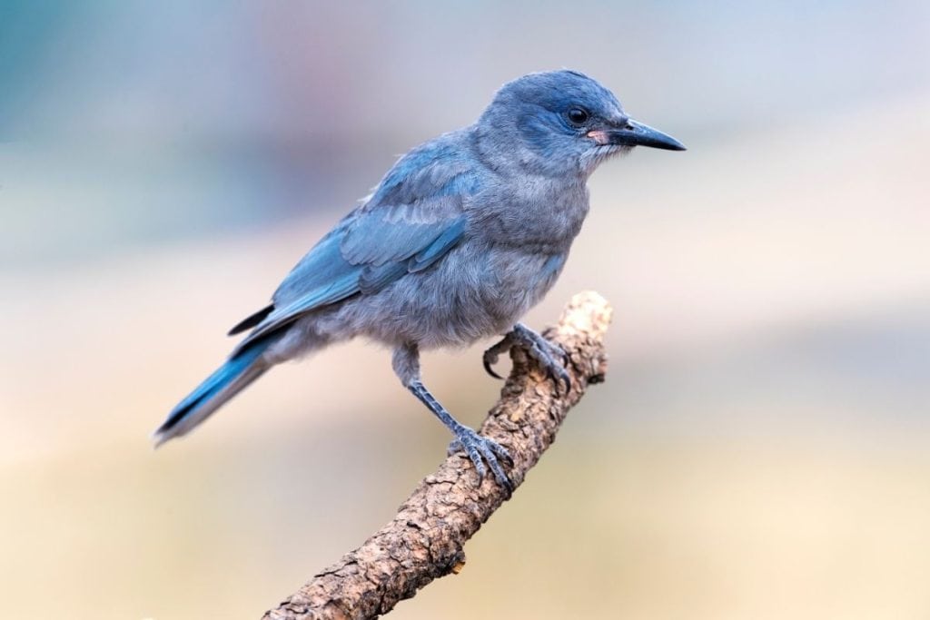 5 Amazing Birds With BLUE TAILS – Global Birding Initiative