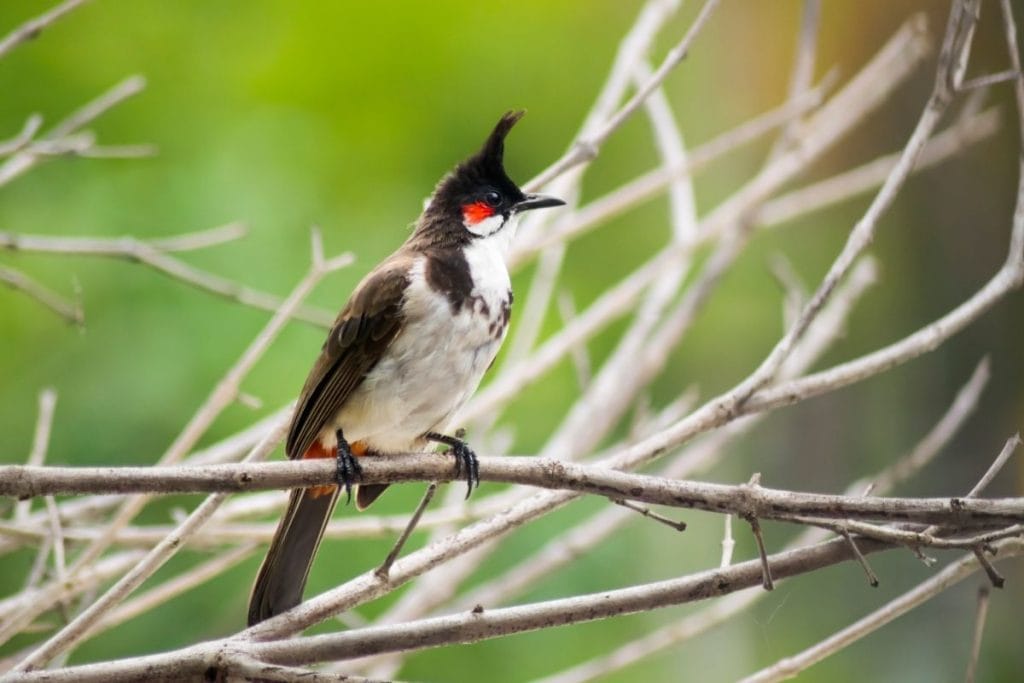 Birds With Red Cheeks – Global Birding Initiative