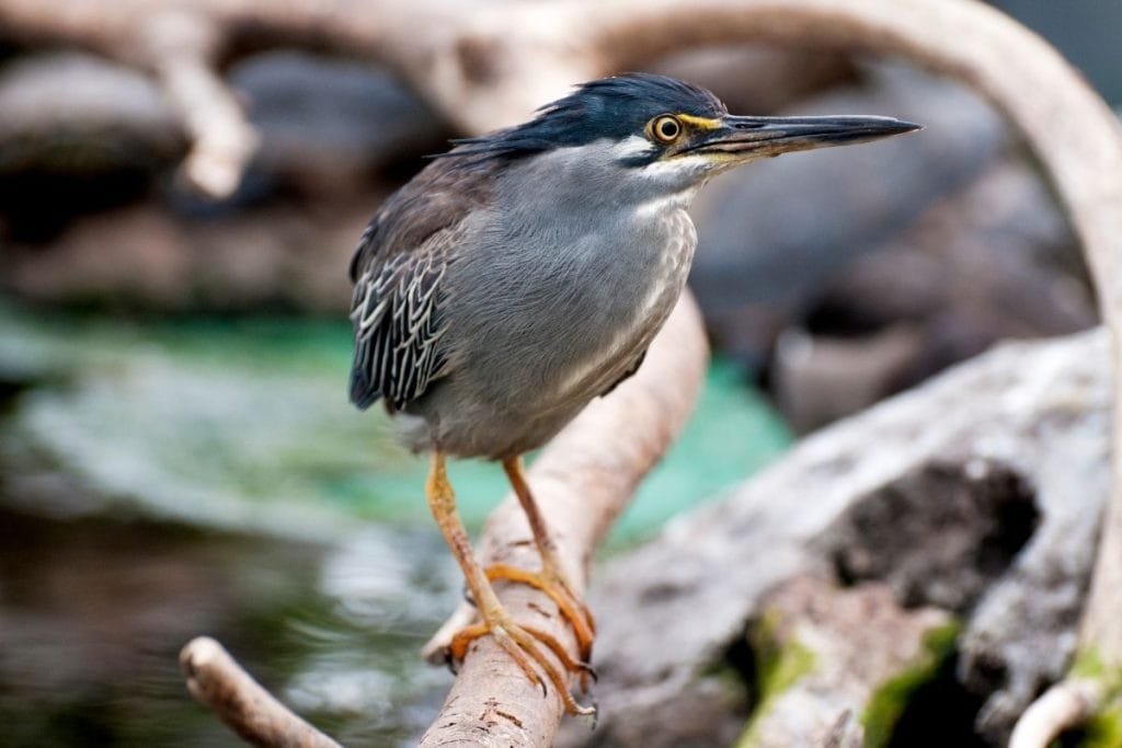 Birds With Black Mohawks – Global Birding Initiative