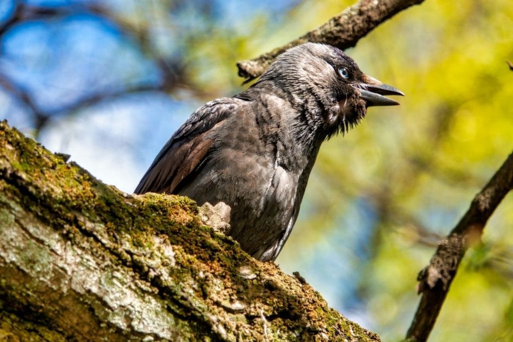 Bird With Blue Eyes – Global Birding Initiative