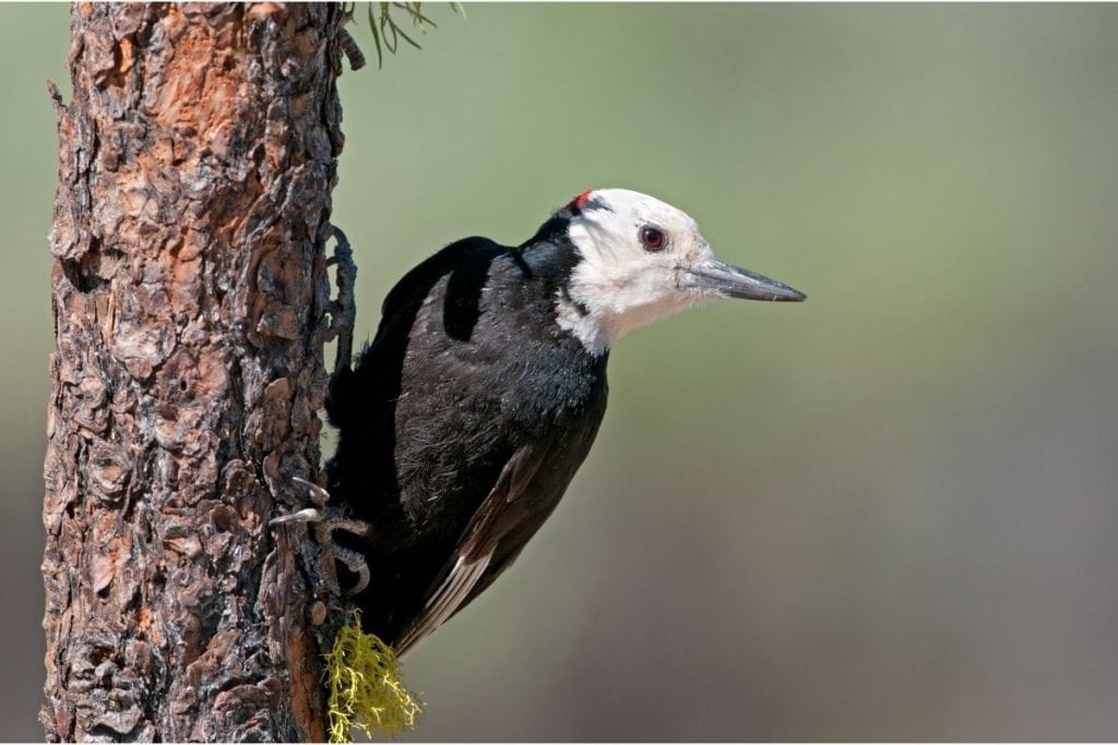 White Bird With Mohawk – Global Birding Initiative