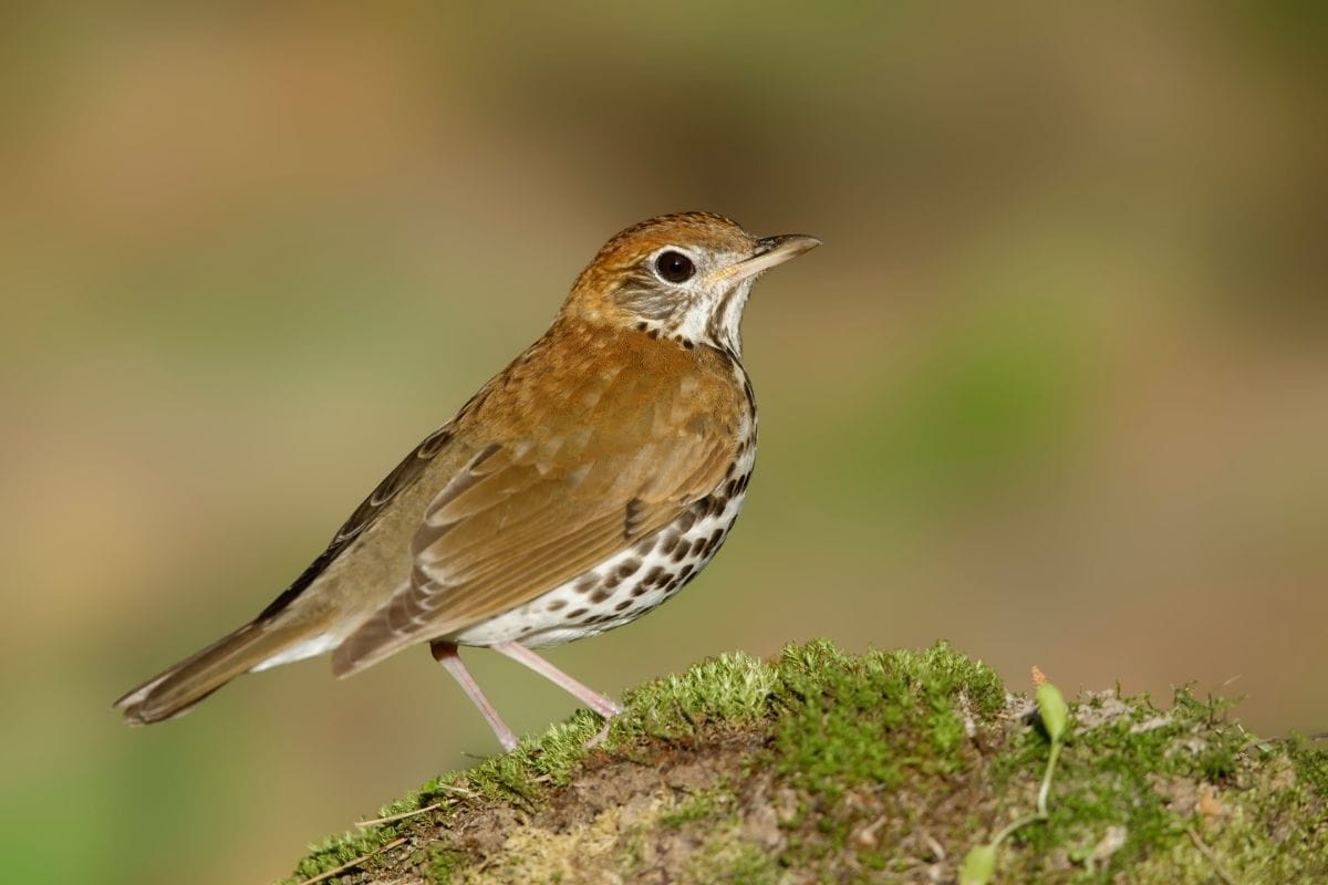 5 Amazing BROWN Birds With WHITE SPOTS ID Guide With Photos 5 Amazing BROWN Birds With WHITE SPOTS ID Guide With Photos