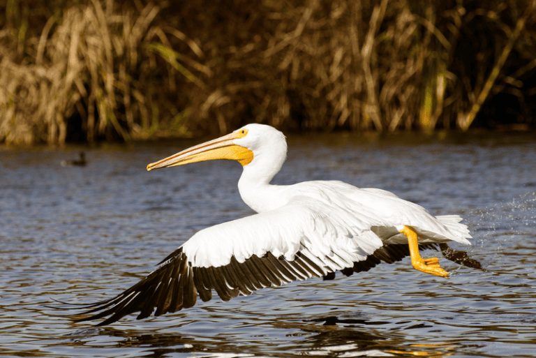 Types of White Birds (ID Guide) – Global Birding Initiative