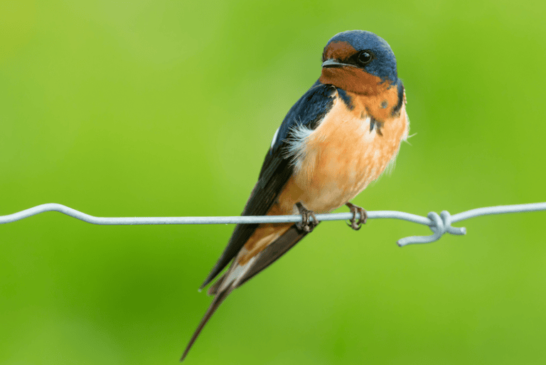 Small birds in Virginia – Global Birding Initiative