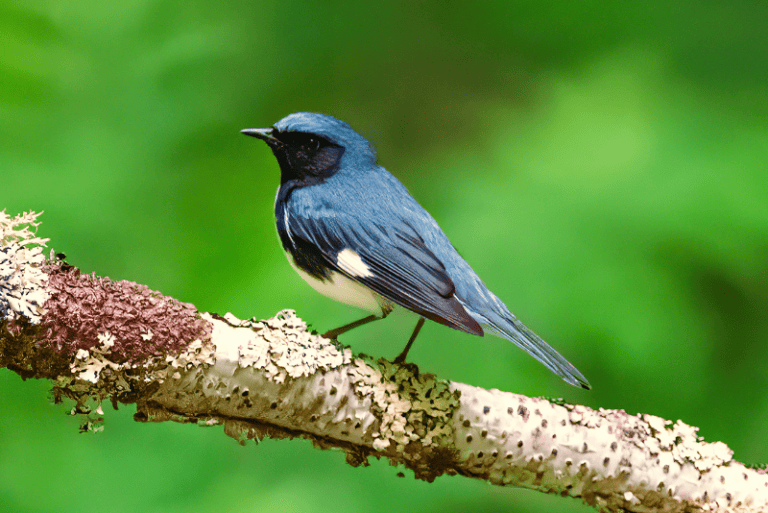 Blue and white birds – Global Birding Initiative