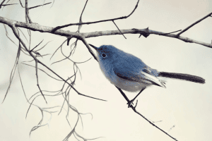 Small birds in Virginia – Global Birding Initiative
