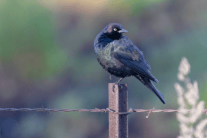 Black Birds In Illinois (with photos) – Global Birding Initiative