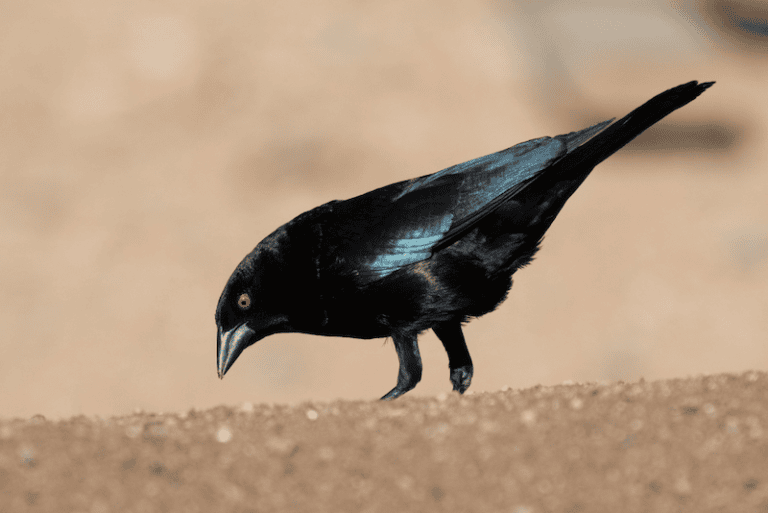 Types of black birds – Global Birding Initiative