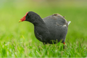 Water birds in Florida – Global Birding Initiative
