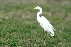 Types of White Birds (ID Guide) – Global Birding Initiative
