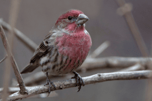 Red birds in Ohio – Global Birding Initiative