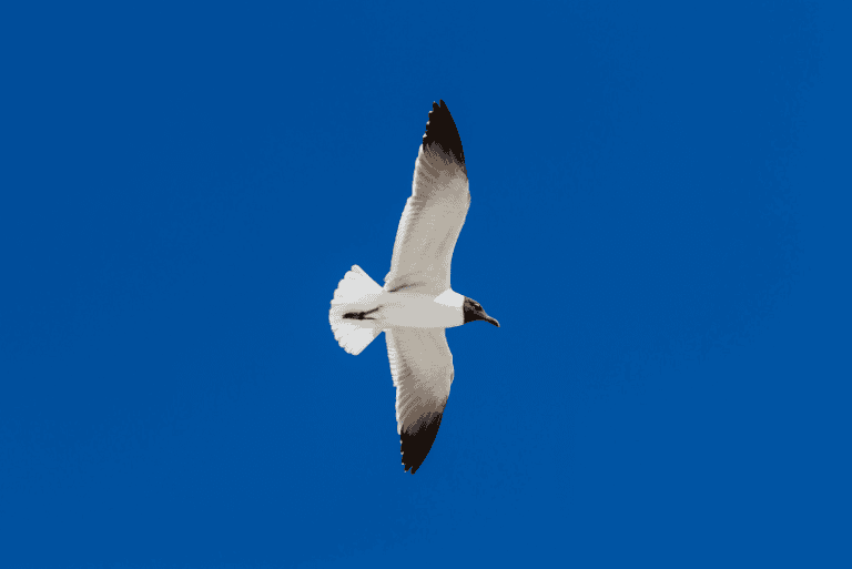 Types of White Birds (ID Guide) – Global Birding Initiative