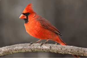 Small birds with red head – Global Birding Initiative
