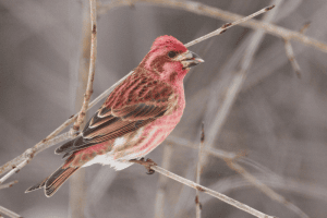 Small red birds – Global Birding Initiative
