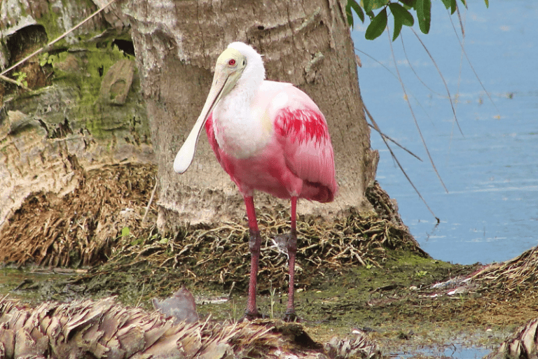 Large birds in Texas – Global Birding Initiative