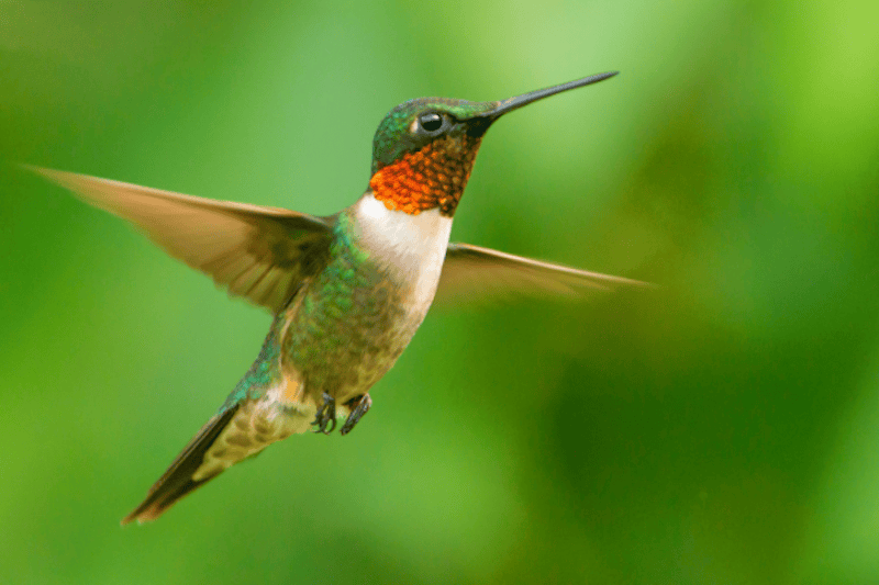 9 Types Of RED BIRDS In Texas ID Guide With Photos 2022 9 Types Of RED BIRDS In Texas ID Guide With Photos 2022