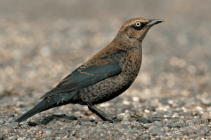 Black birds in Texas – Global Birding Initiative