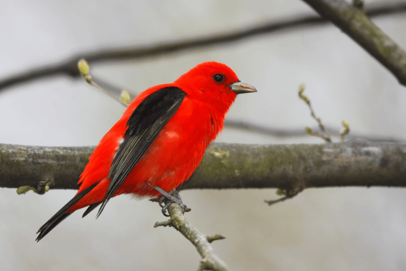 11 Types Of RED BIRDS In Florida ID Guide With Photos 2023 11 Types Of RED BIRDS In Florida ID Guide With Photos 2023
