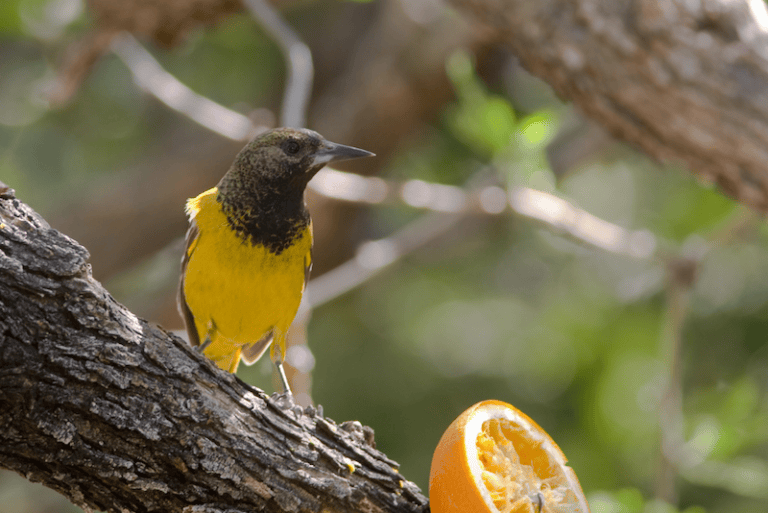 Orioles in Arizona – Global Birding Initiative
