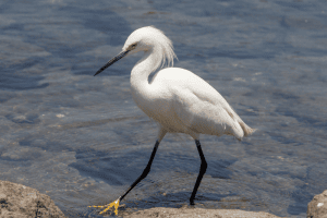 Large birds in Texas – Global Birding Initiative