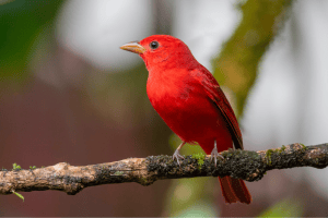 Small red birds – Global Birding Initiative