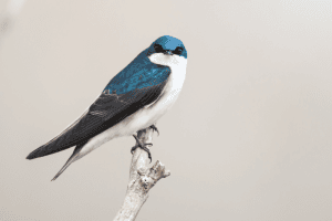 Blue birds in Ohio – Global Birding Initiative