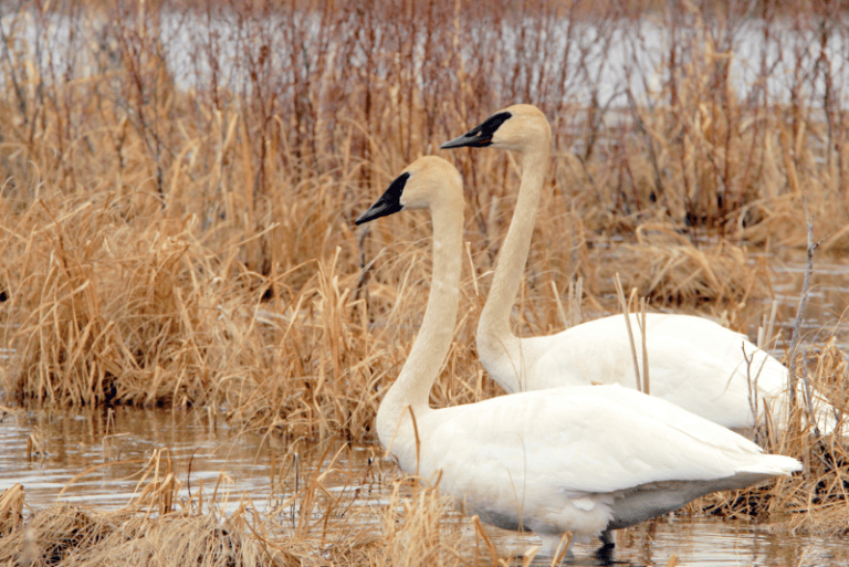 White water birds – Global Birding Initiative