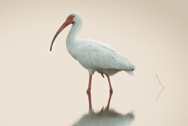 Types of White Birds (ID Guide) – Global Birding Initiative