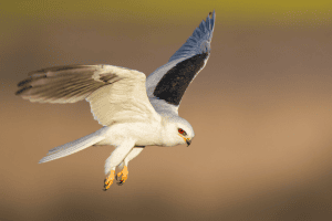Types of White Birds (ID Guide) – Global Birding Initiative
