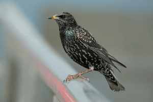 Common Birds in Florida Guide – Global Birding Initiative