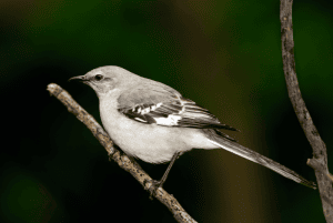 Sounds of night birds – Global Birding Initiative