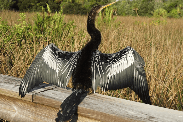 Large black and white birds – Global Birding Initiative