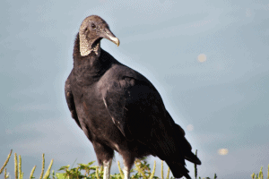 Large birds in Michigan – Global Birding Initiative