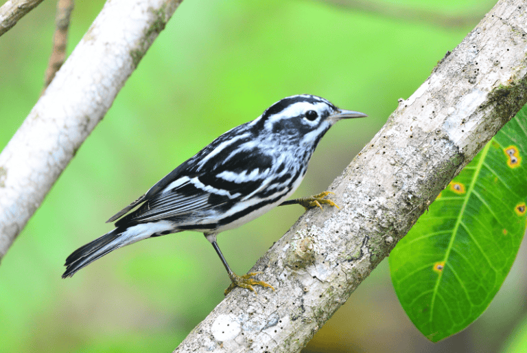 Black Bird With White Spots – Global Birding Initiative