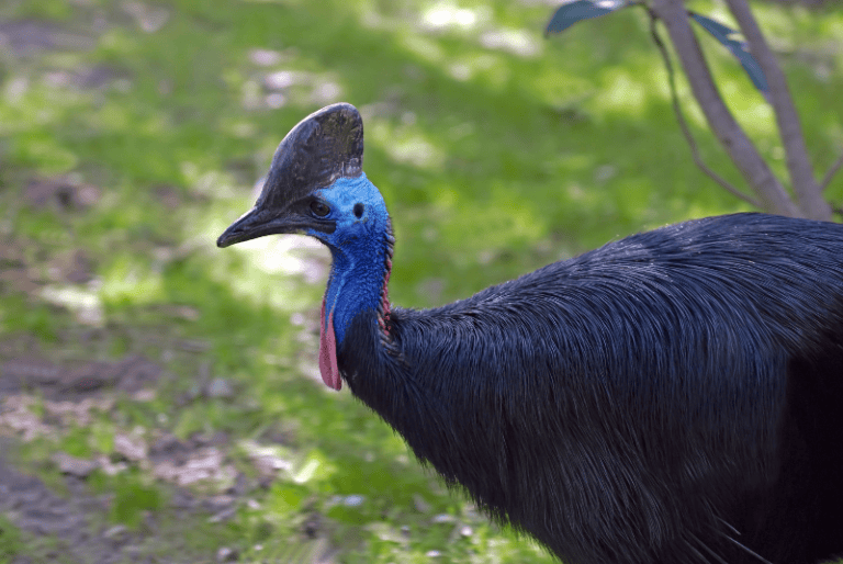 Birds With Long Necks – Global Birding Initiative