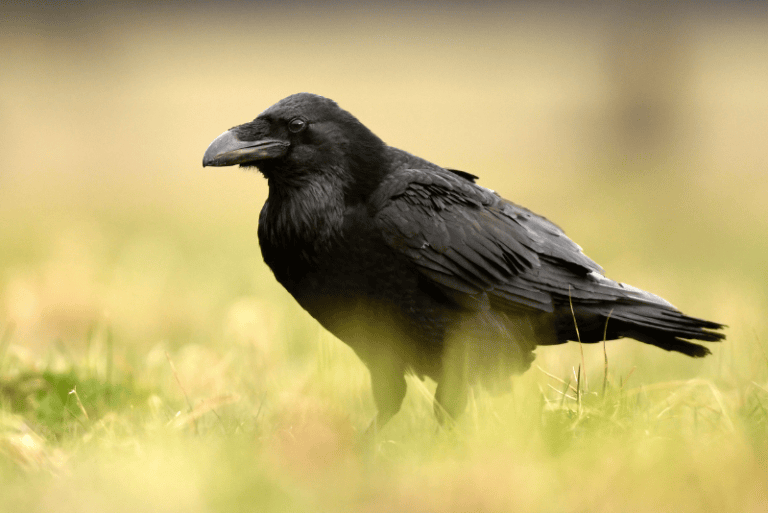 Types of black birds – Global Birding Initiative