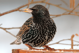 Common birds in Arizona – Global Birding Initiative