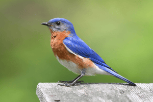 All About the Eastern Bluebird – Global Birding Initiative