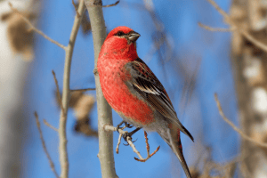 Red birds with black wings – Global Birding Initiative