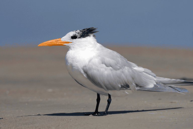 Types of White Birds (ID Guide) – Global Birding Initiative