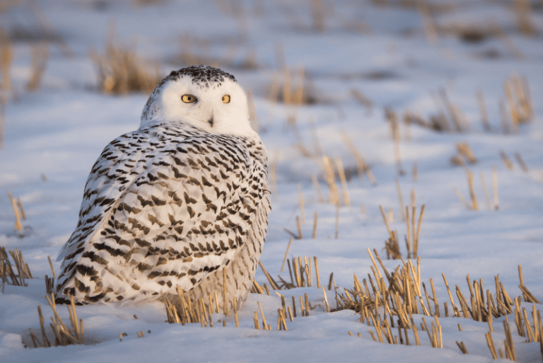 Large birds in Pennsylvania – Global Birding Initiative