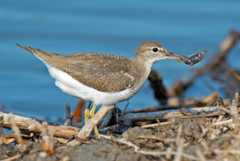 Types of beach birds – Global Birding Initiative