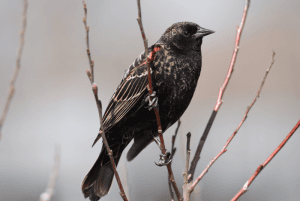 Black Bird With White Spots – Global Birding Initiative